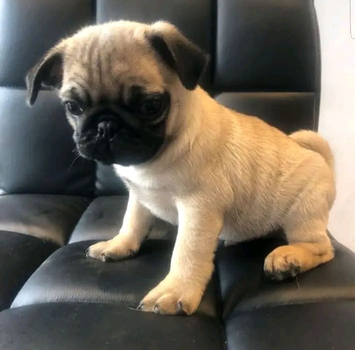 Female pug puppy for free adoption | BuySellSwap NZ